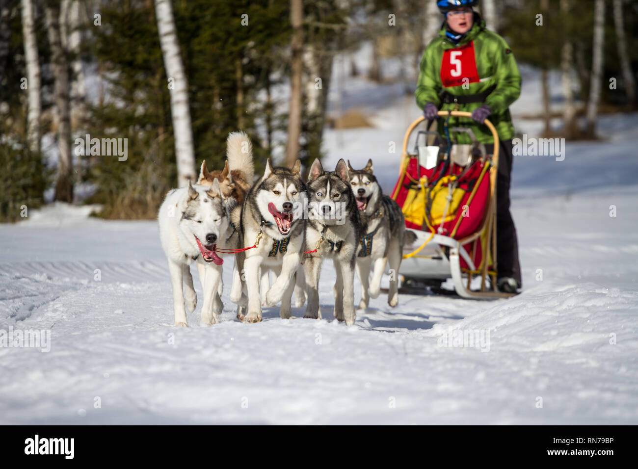Siberian Huskies @ sled dog race, Czech Republic Stock Photo - Alamy