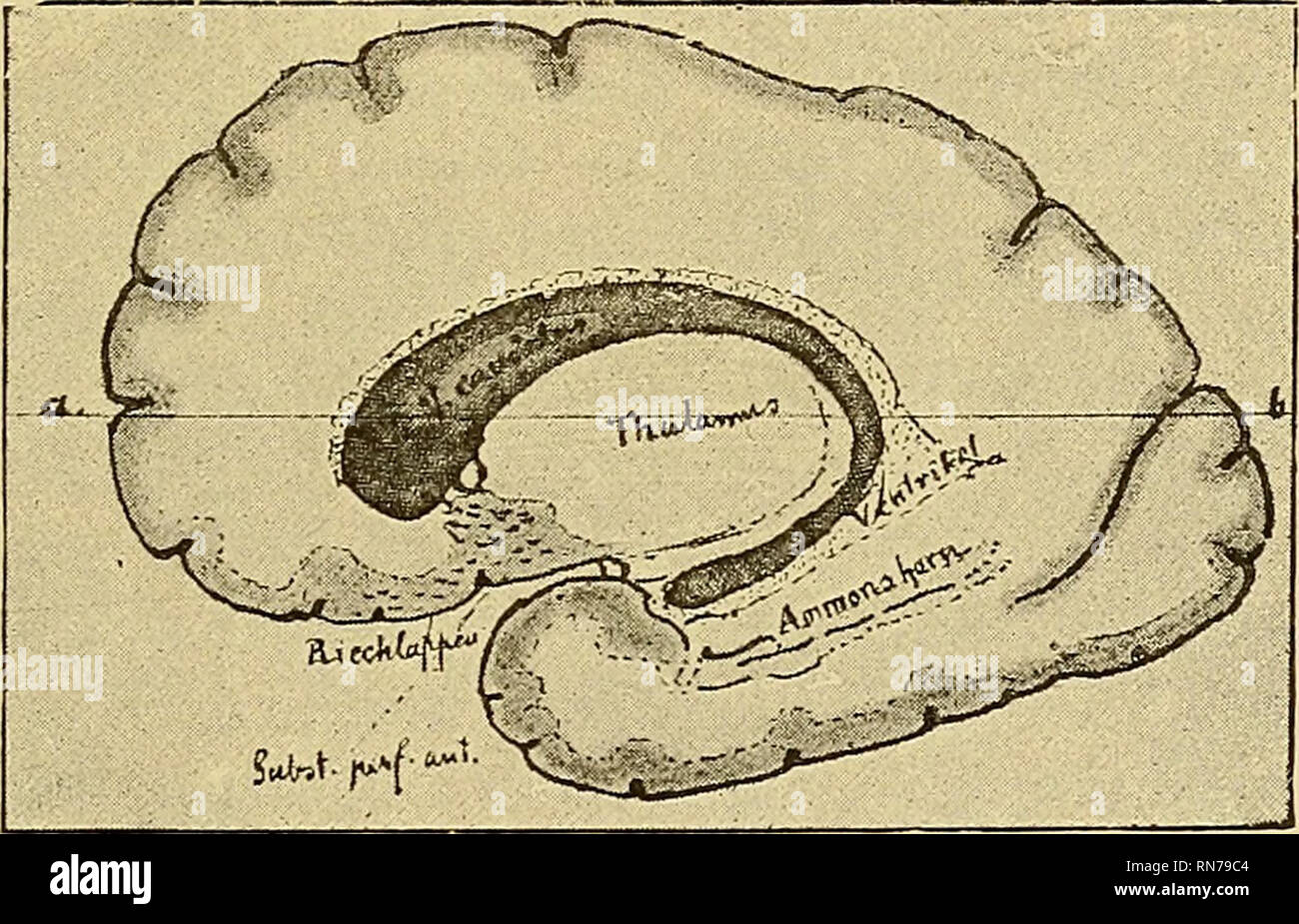 . The anatomy of the central nervous system of man and of vertebrates ...