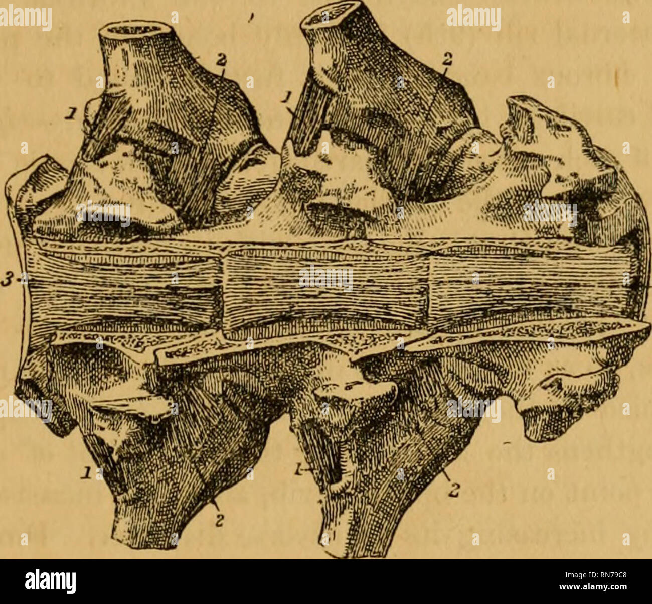 . The anatomy of the horse; a dissection guide. Horses. DISSECTION OF ...