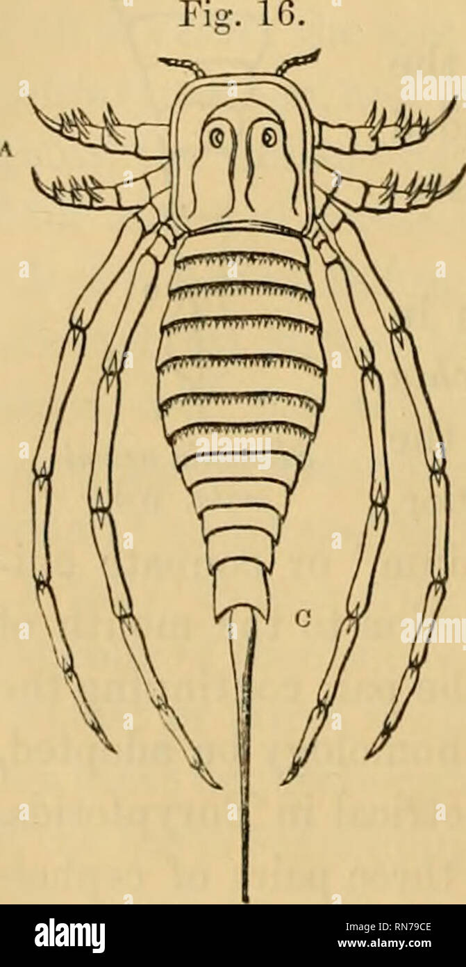 . Anatomy of the king crab (Limulus polyphemus, Latr.). Crabs. 42 ...