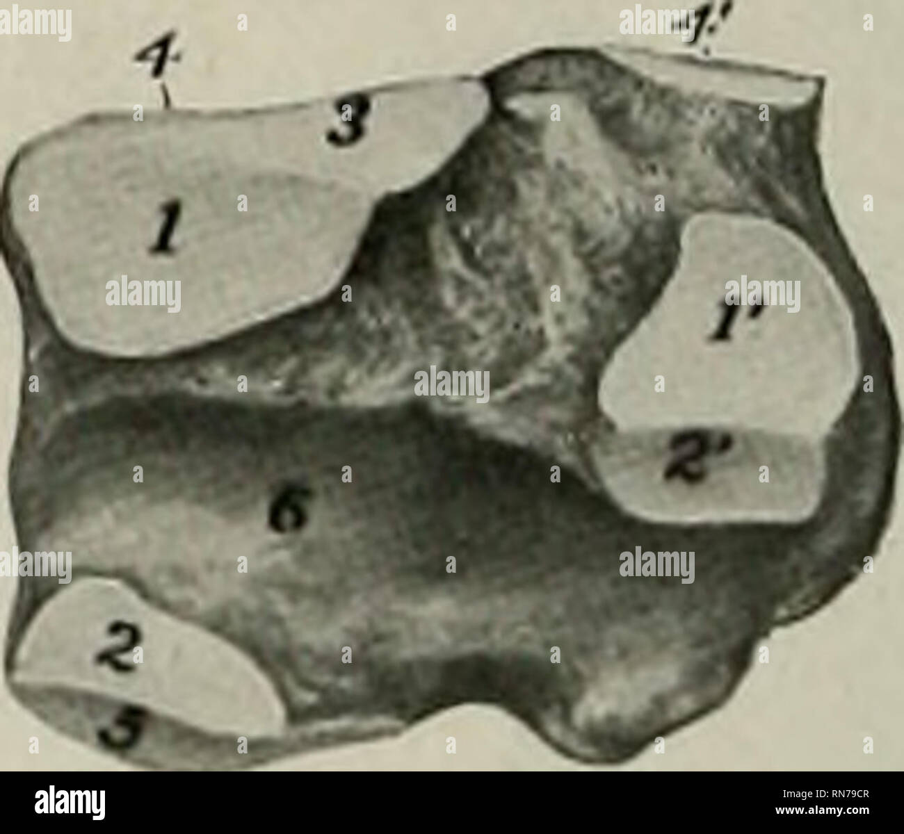 . The anatomy of the domestic animals. Veterinary anatomy. Fig. 110 ...