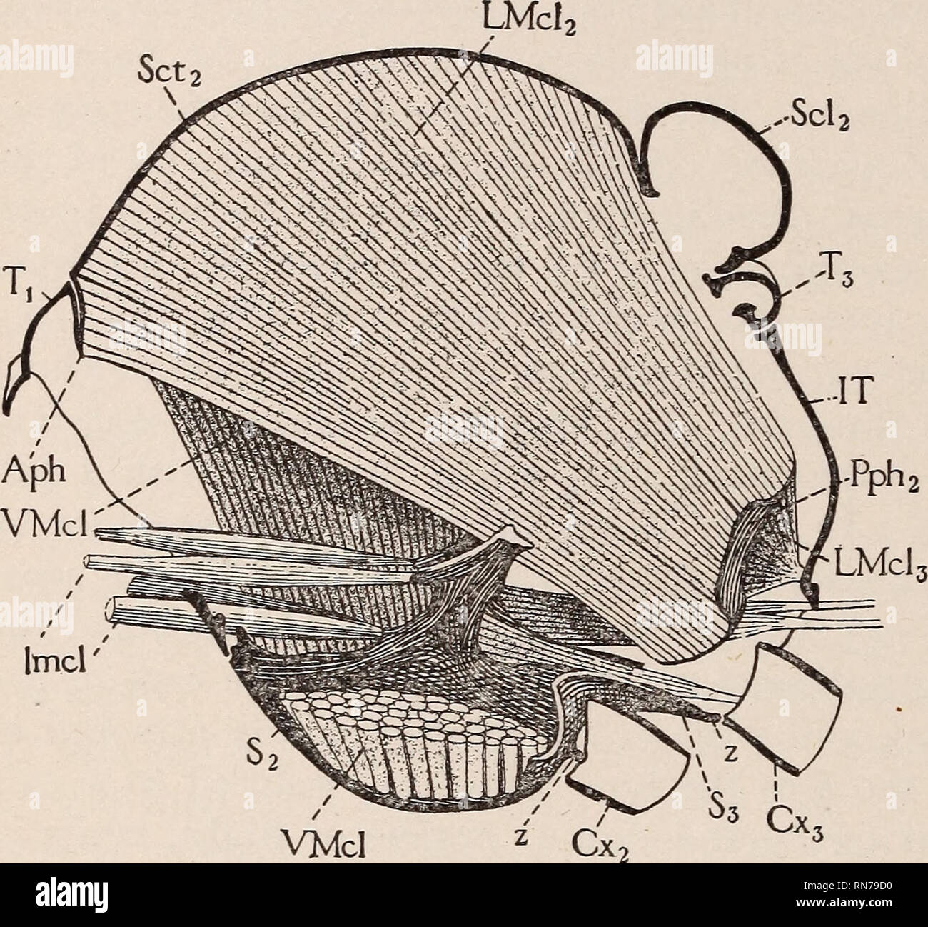 . The anatomy of the honey bee. Insects; Bees; Bees Anatomy; Honeybee ...