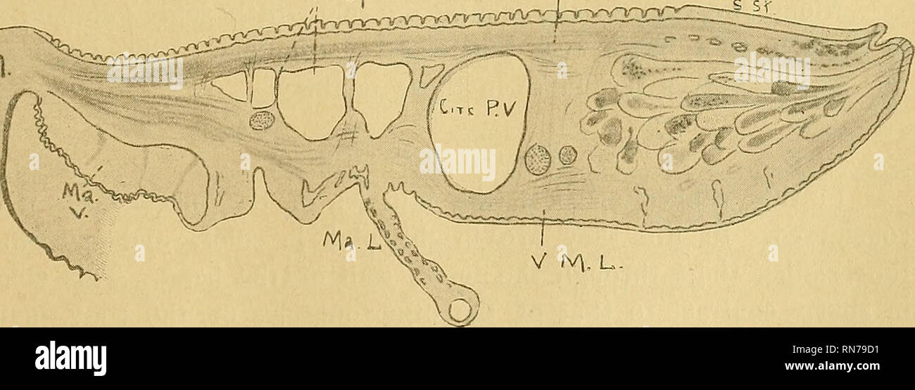 . The anatomy of Lottia gigantea Gray. Acmaeidae; Lottia gigantea Gray ...