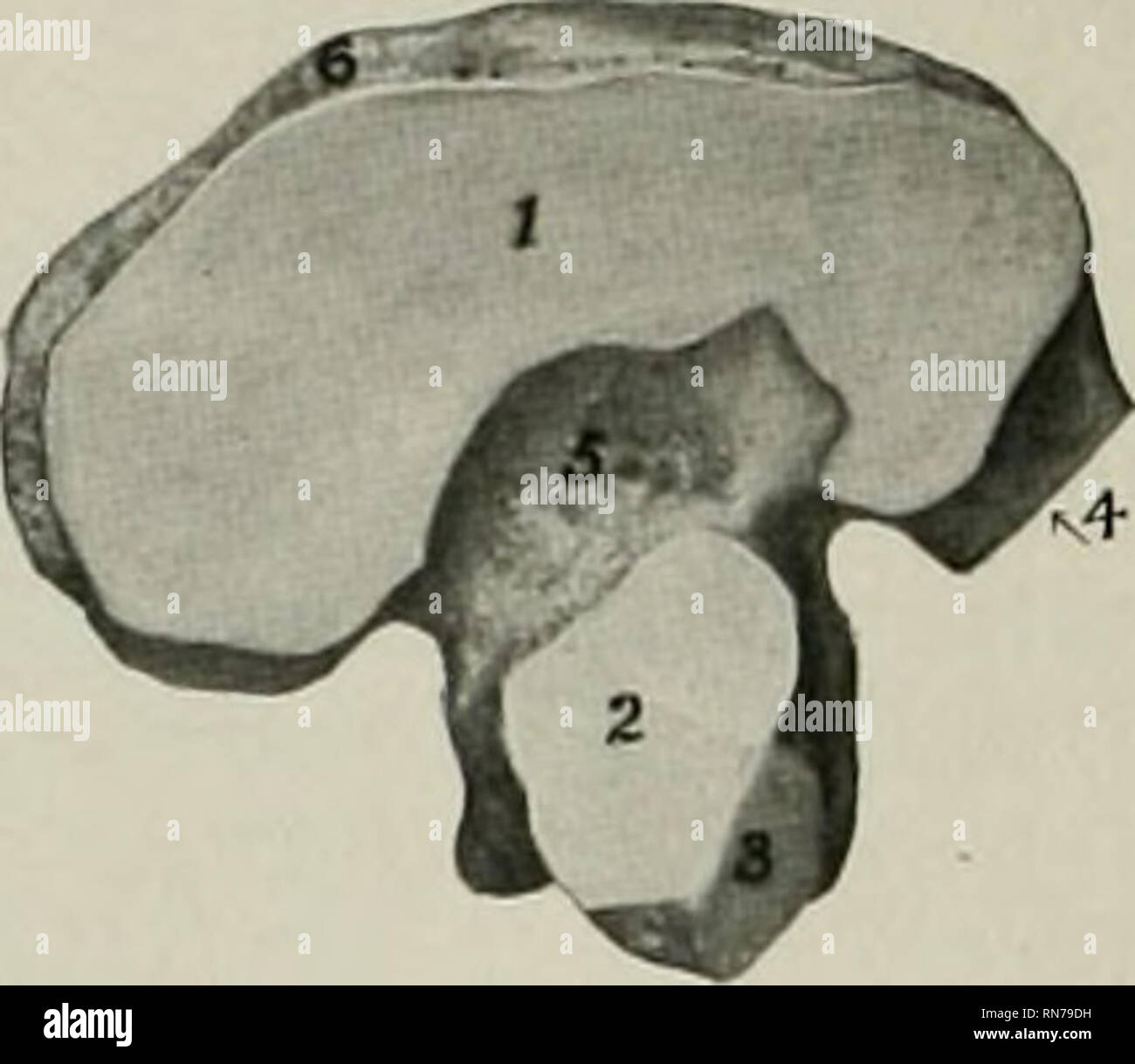 Tarsal bone horse anatomy hi-res stock photography and images - Alamy