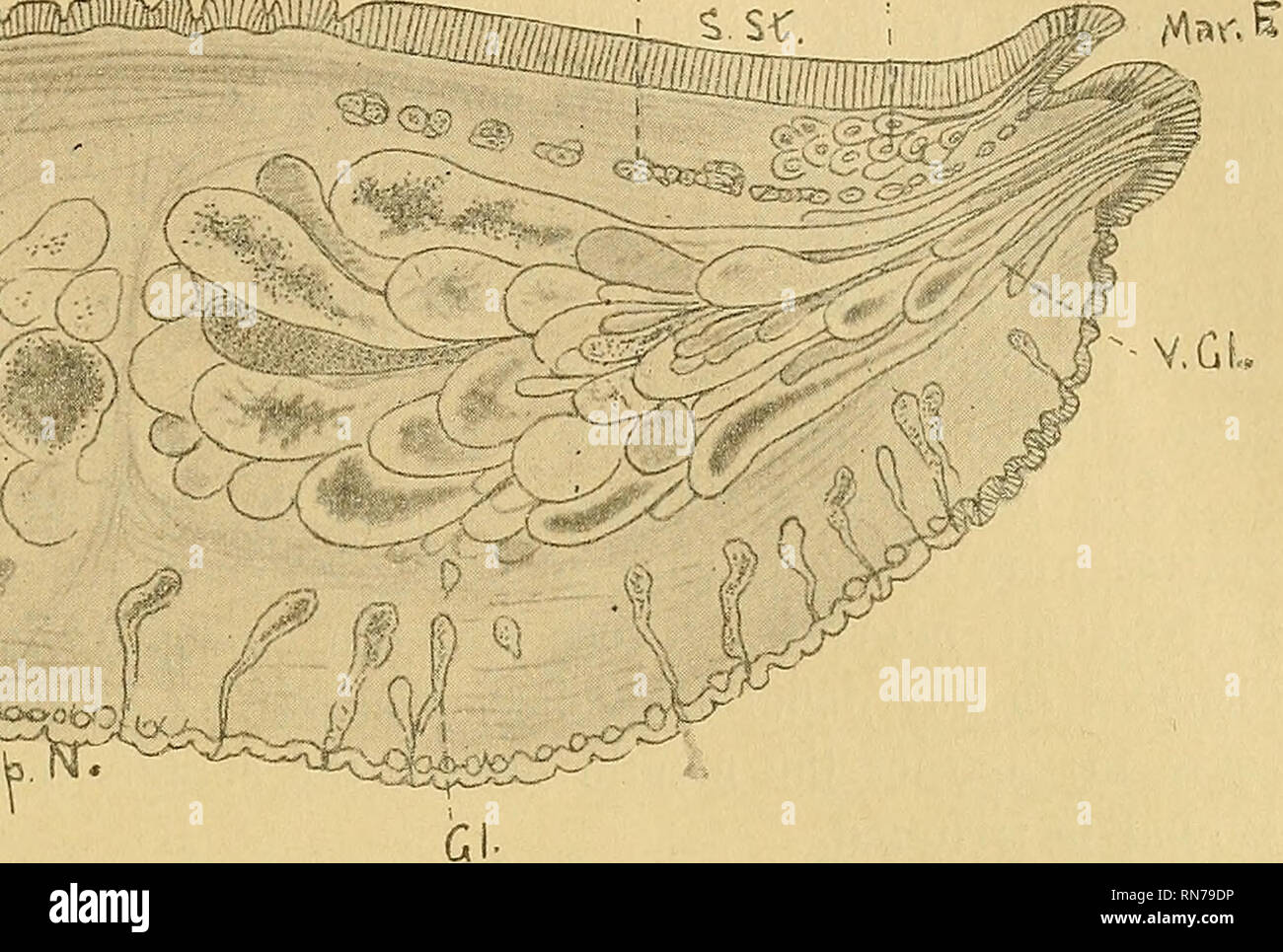 Marginal glands hi-res stock photography and images - Alamy