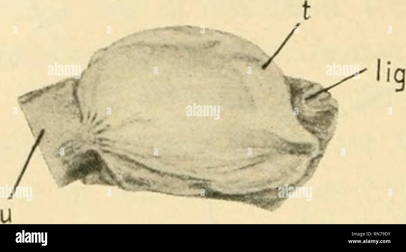 . Anatomischer Anzeiger. Anatomy, Comparative; Anatomy, Comparative ...