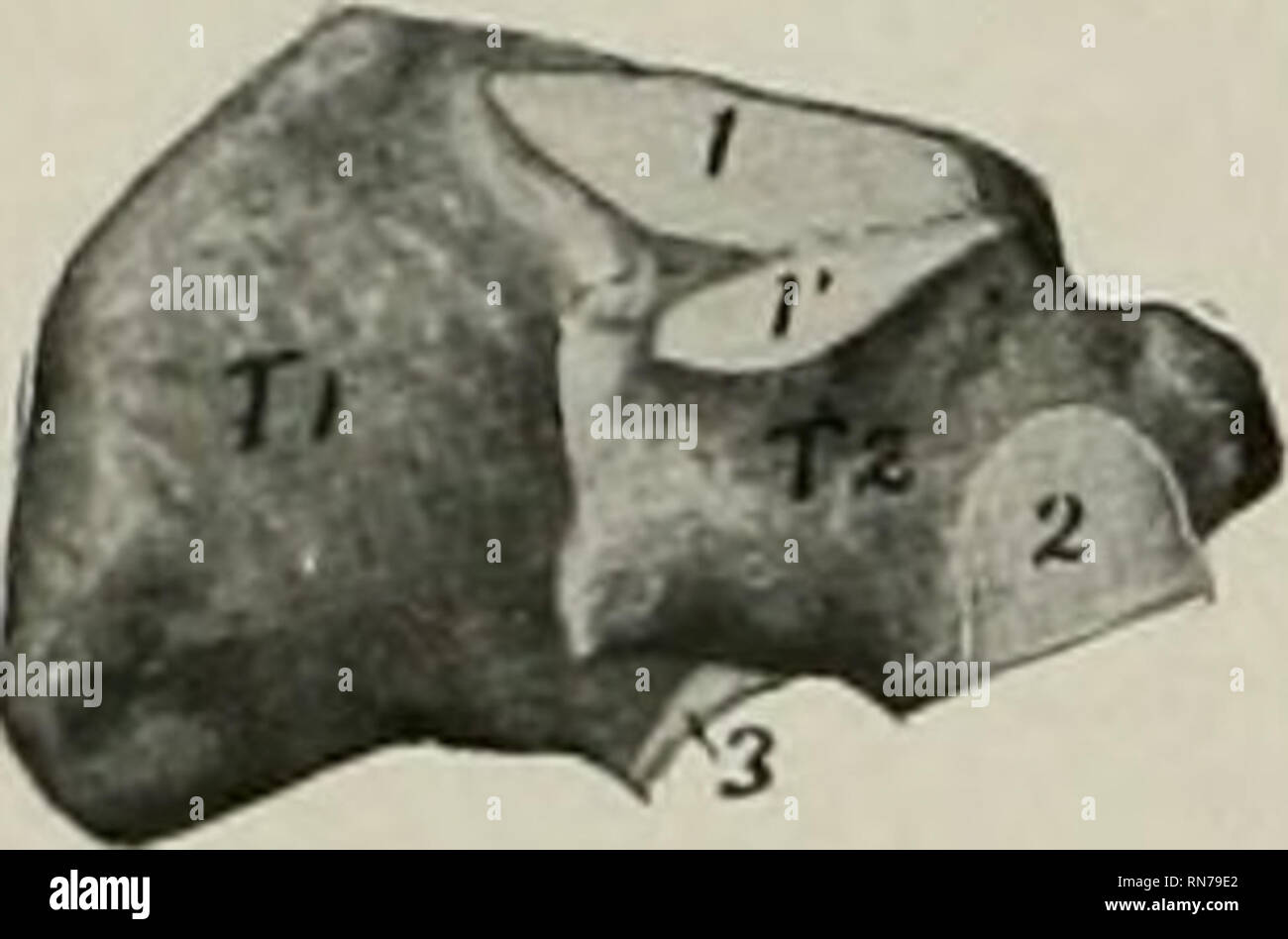 . The anatomy of the domestic animals. Veterinary anatomy. 122 THE ...