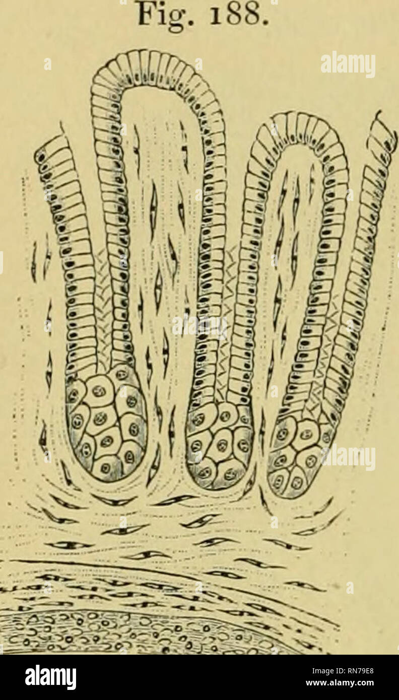 . The anatomy of the frog. Frogs -- Anatomy; Amphibians -- Anatomy. 286 ...