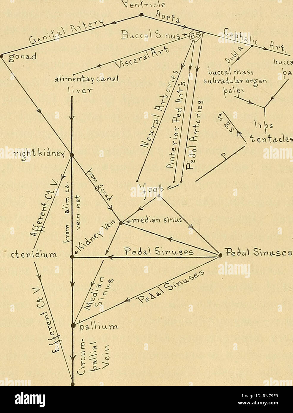 . The anatomy of Lottia gigantea Gray. Acmaeidae; Lottia gigantea Gray ...