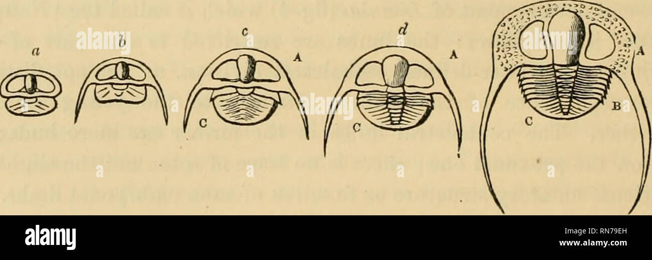 . Anatomy of the king crab (Limulus polyphemus, Latr.). Crabs. Larva or ...