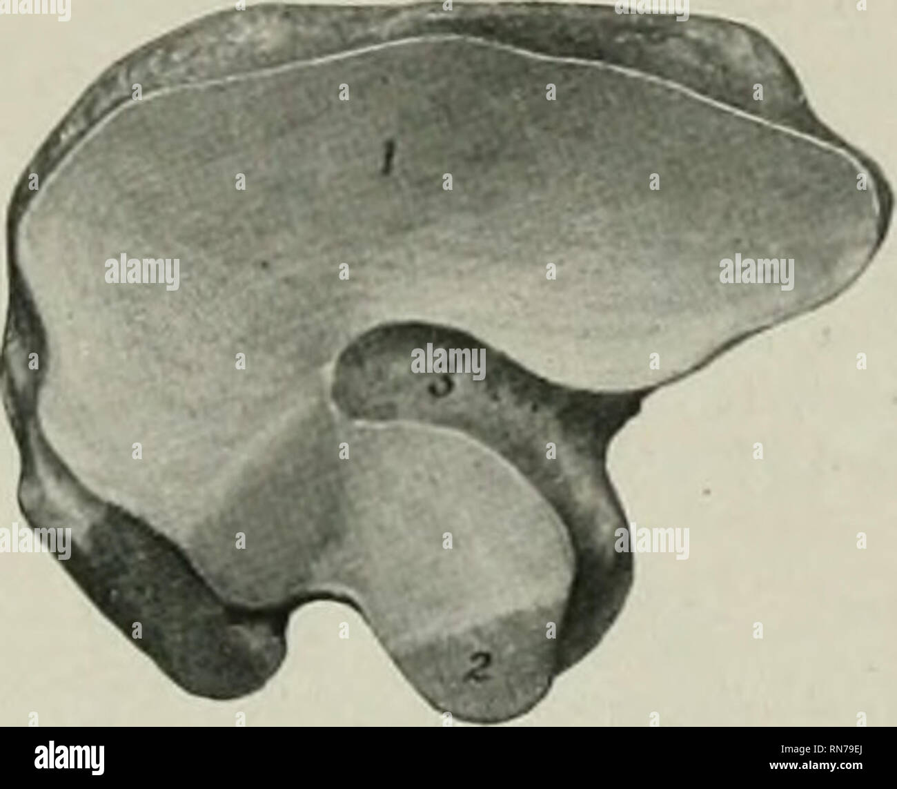 . The anatomy of the domestic animals. Veterinary anatomy. Fig, 107 ...