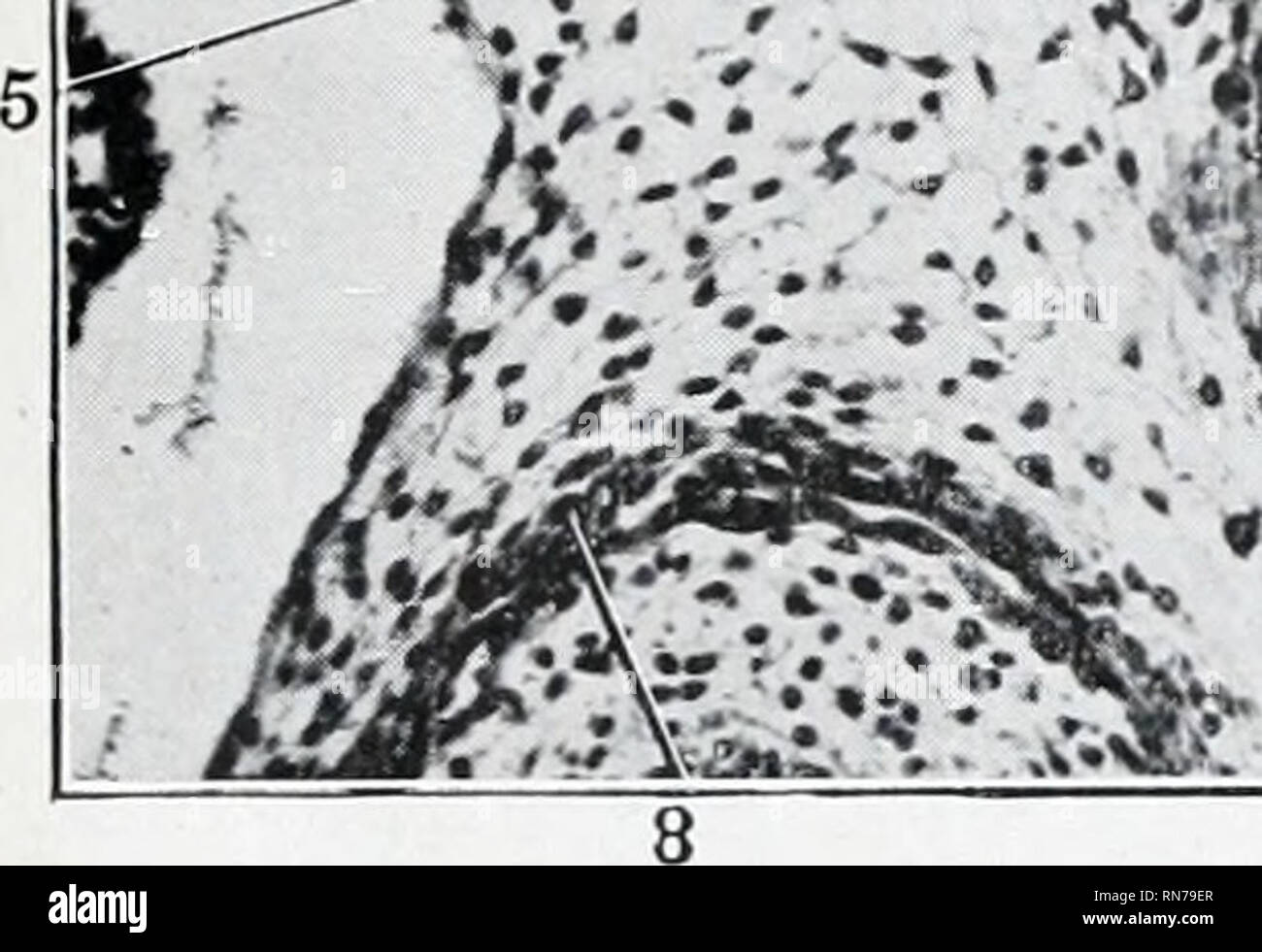 . The anatomy and development of the systemic lymphatic vessels in the ...