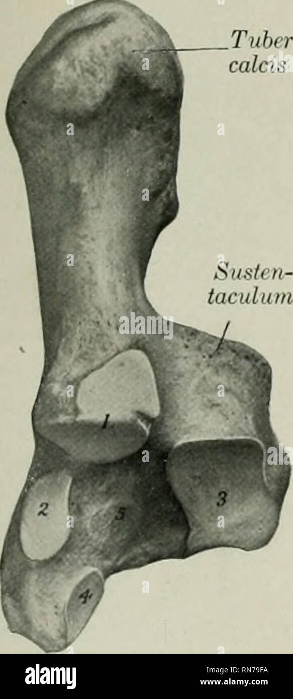 Calcis Stock Photos & Calcis Stock Images - Alamy