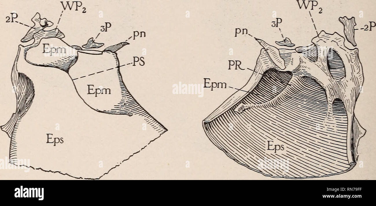 Abdominal deeply hi-res stock photography and images - Alamy