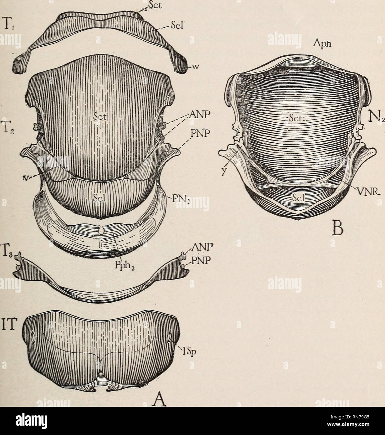 . The anatomy of the honey bee. Insects; Bees; Bees Anatomy; Honeybee ...