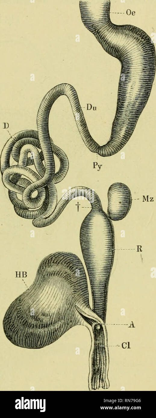 . The anatomy of the frog. Frogs -- Anatomy; Amphibians -- Anatomy. THE ...