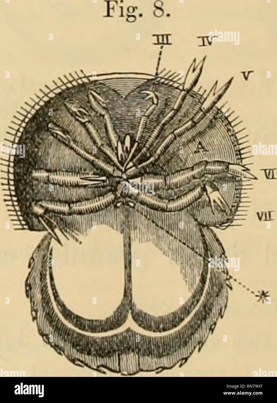 Limulus anatomy hi-res stock photography and images - Alamy