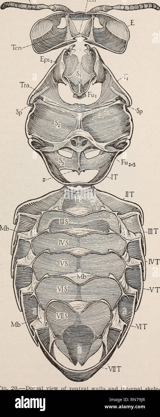 . The anatomy of the honey bee. Insects; Bees; Bees Anatomy; Honeybee ...