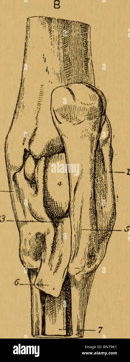 . The anatomy of the horse; a dissection guide. Horses. A.—LlOAMENTS OF ...