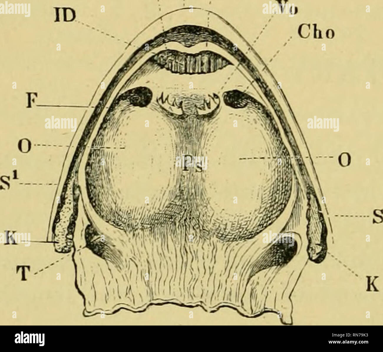 . The anatomy of the frog. Frogs -- Anatomy; Amphibians -- Anatomy. 276 ...