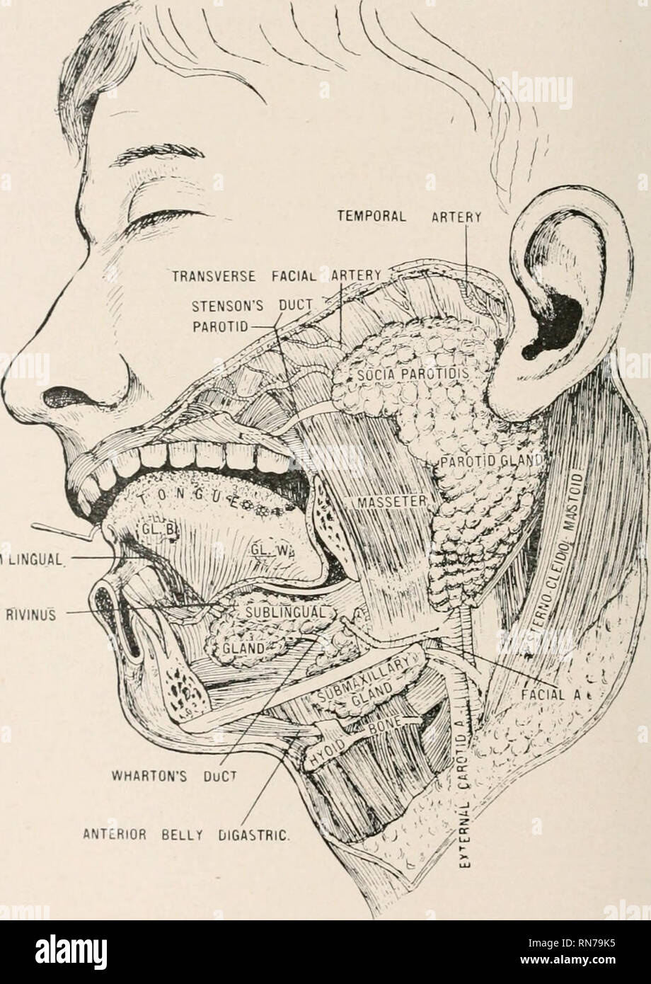 . Anatomy in a nutshell : a treatise on human anatomy in its relation ...