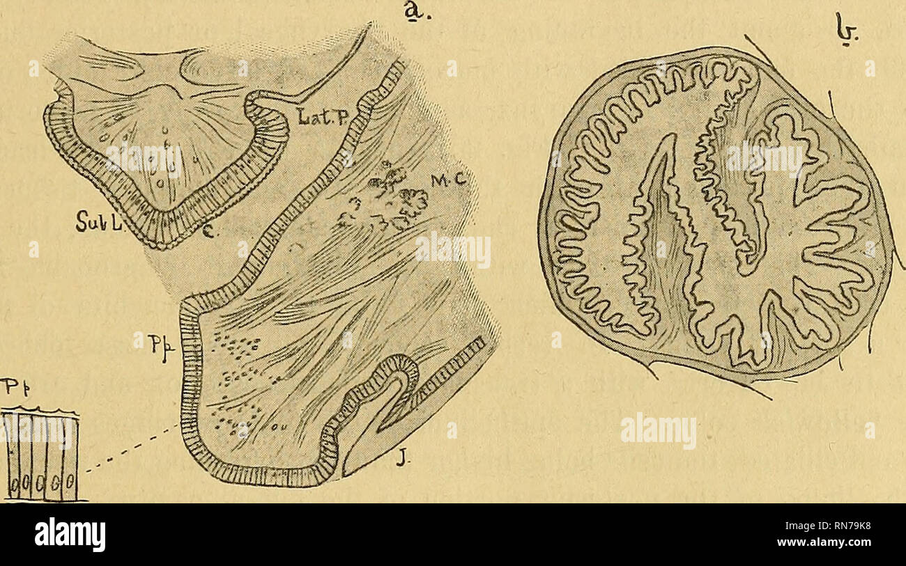 Lottia digitalis hi-res stock photography and images - Alamy