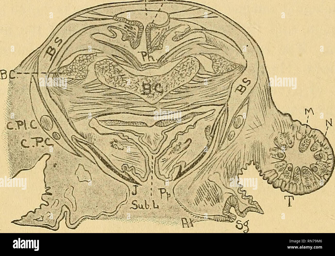 Lottia digitalis hi-res stock photography and images - Alamy