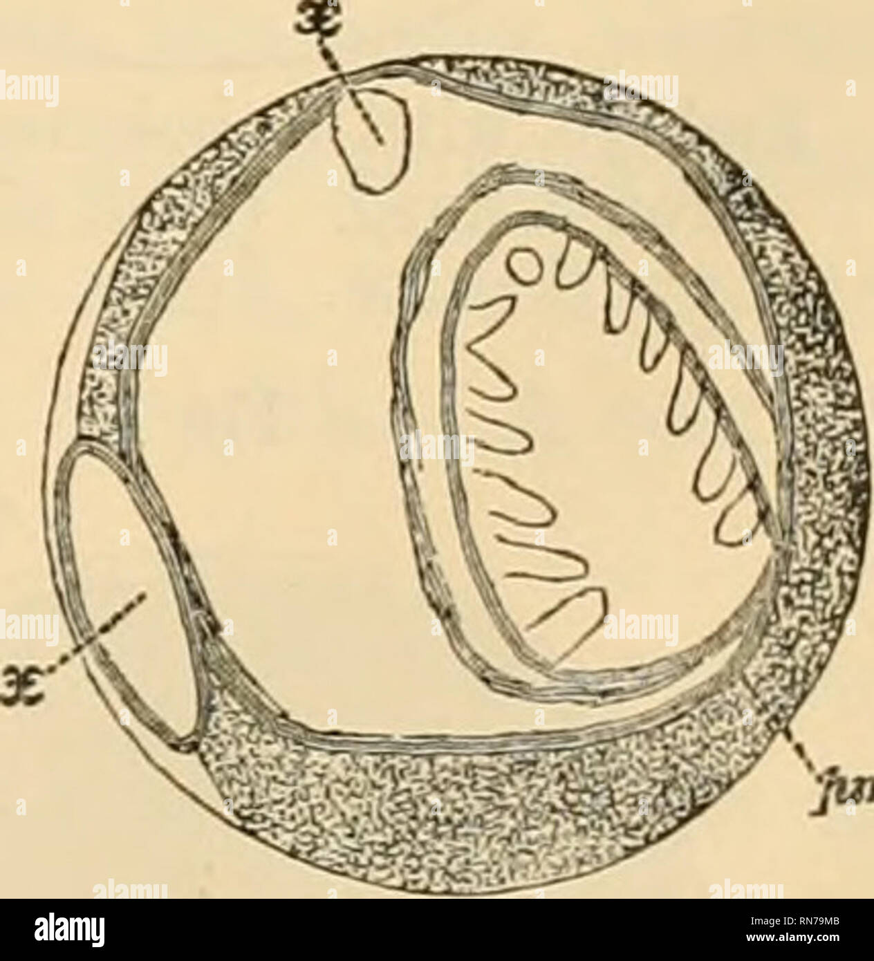 . Anatomy of the king crab (Limulus polyphemus, Latr.). Crabs. Cell-egg ...