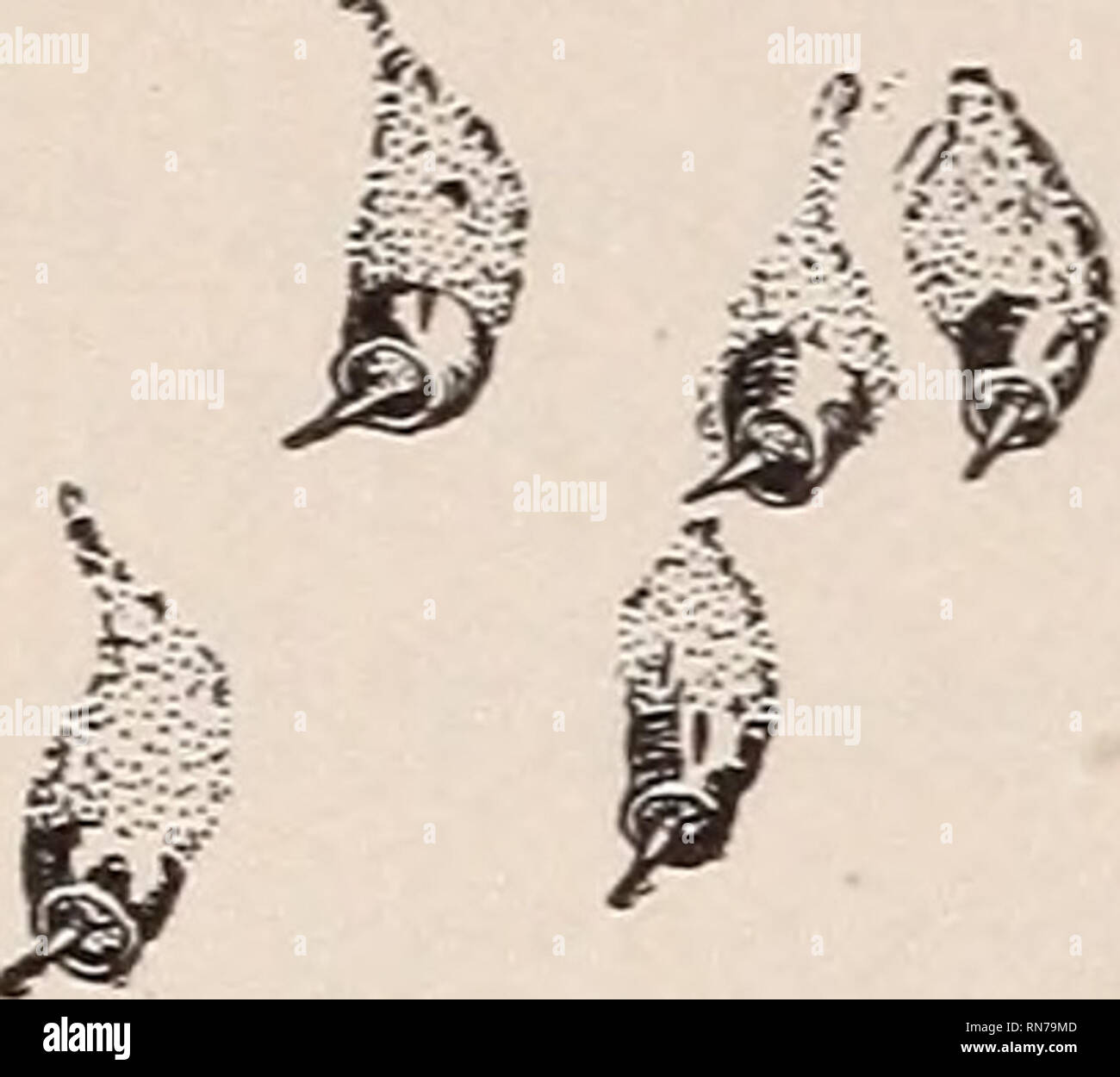 . The anatomy of the honey bee. Insects; Bees; Bees Anatomy; Honeybee ...