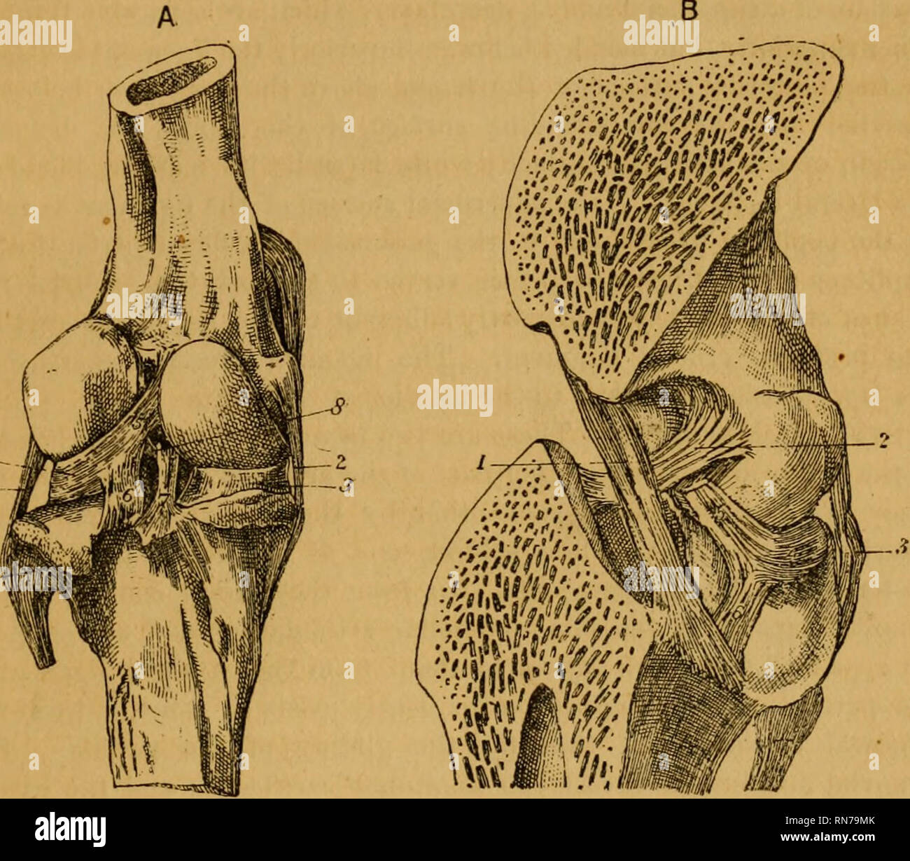 . The anatomy of the horse; a dissection guide. Horses. DISSECTION OF ...