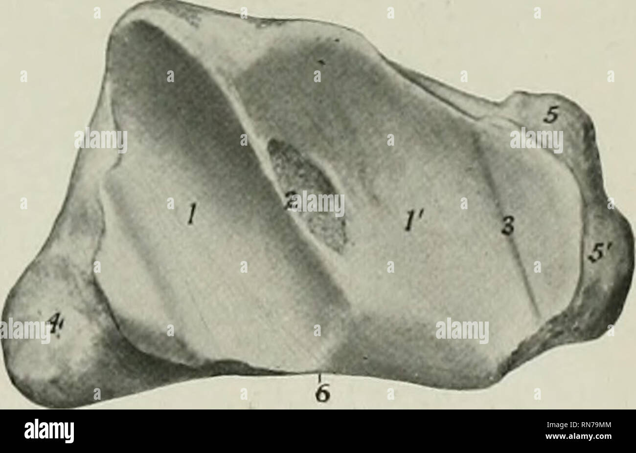 . The anatomy of the domestic animals. Veterinary anatomy. Fig. 9S ...