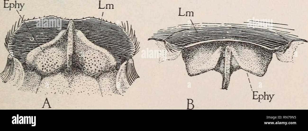 . The anatomy of the honey bee. Insects; Bees; Bees Anatomy; Honeybee ...