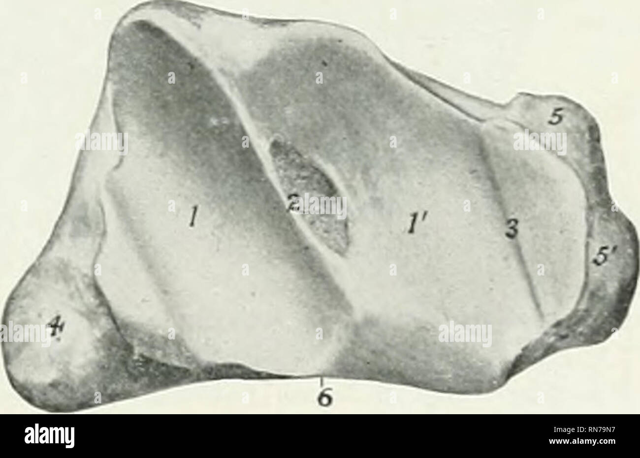 Patellar groove hi-res stock photography and images - Alamy
