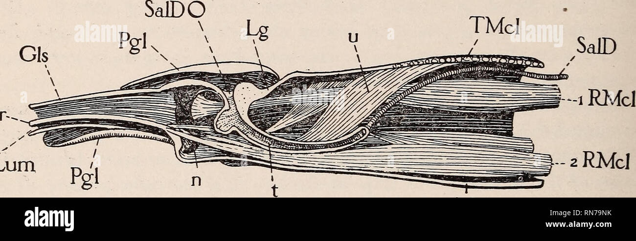 . The anatomy of the honey bee. Insects; Bees; Bees Anatomy; Honeybee ...