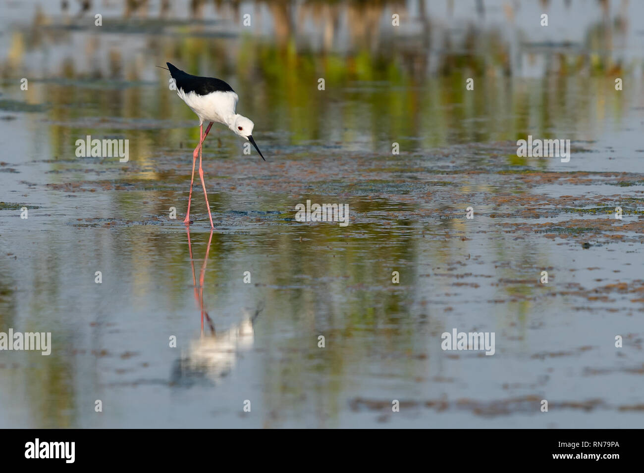 Black-winged Stilt walking and finding food from the coastal intertidal ...