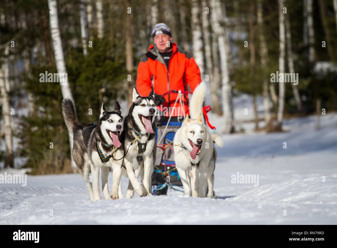 Siberian Huskies @ sled dog race, Czech Republic Stock Photo - Alamy