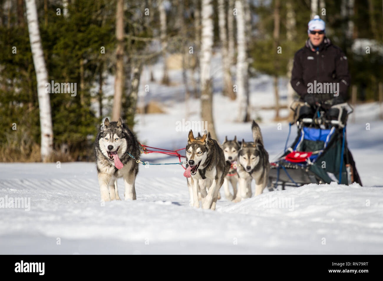 Siberian Huskies @ sled dog race, Czech Republic Stock Photo - Alamy