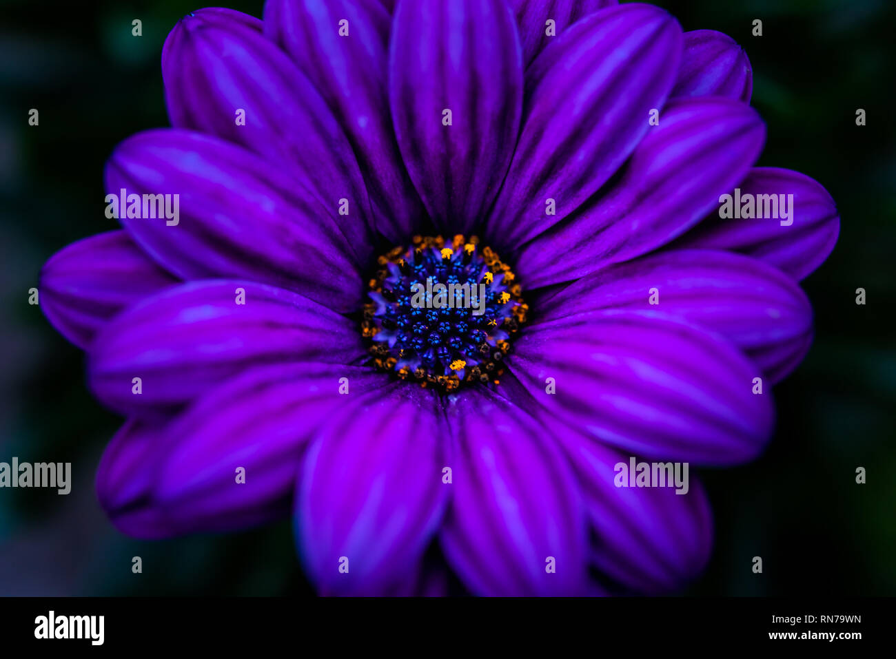 Abstract blue blossom botany close up design flora hi-res stock ...