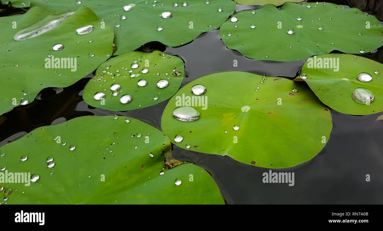 Lotus leave in a lake Stock Photo - Alamy