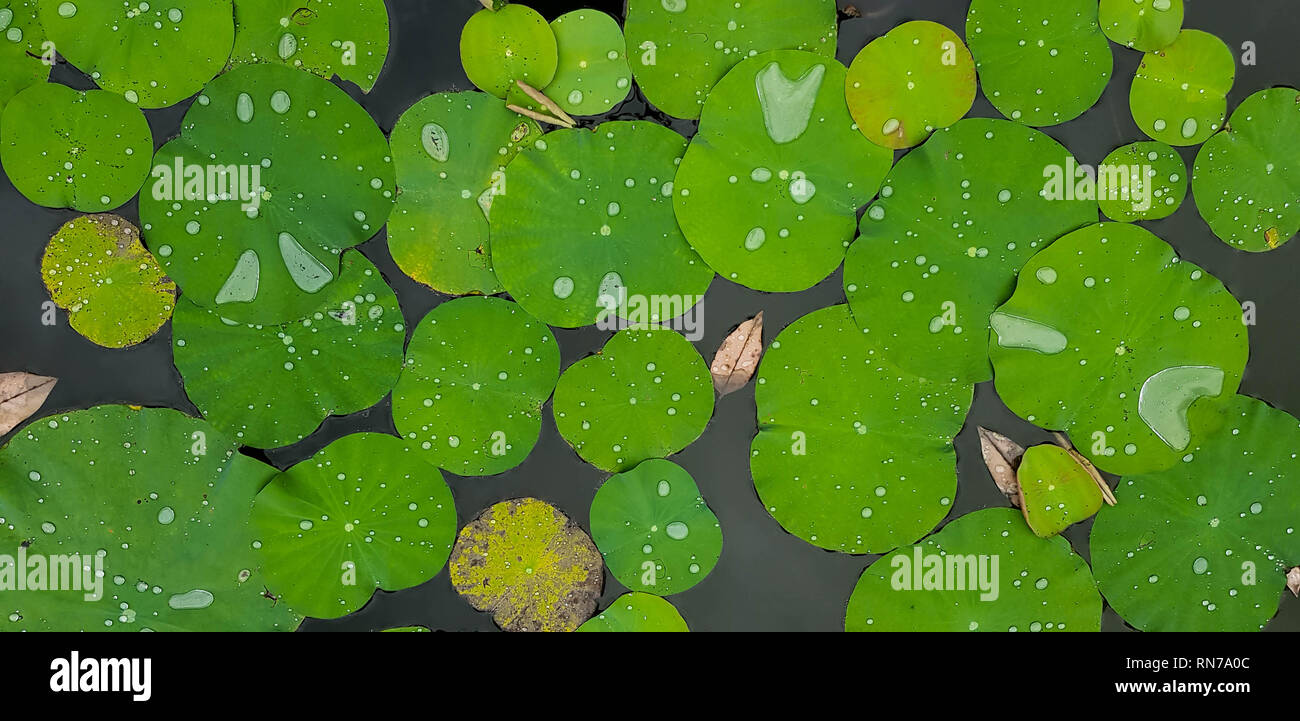 Lotus leave in a lake Stock Photo - Alamy