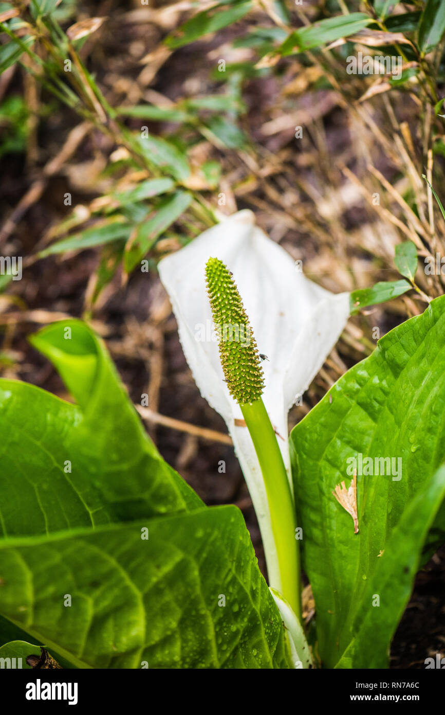 Asian skunk-cabbage (Lysichiton camtschatcensis) at Tsugaike, Hakuba ...