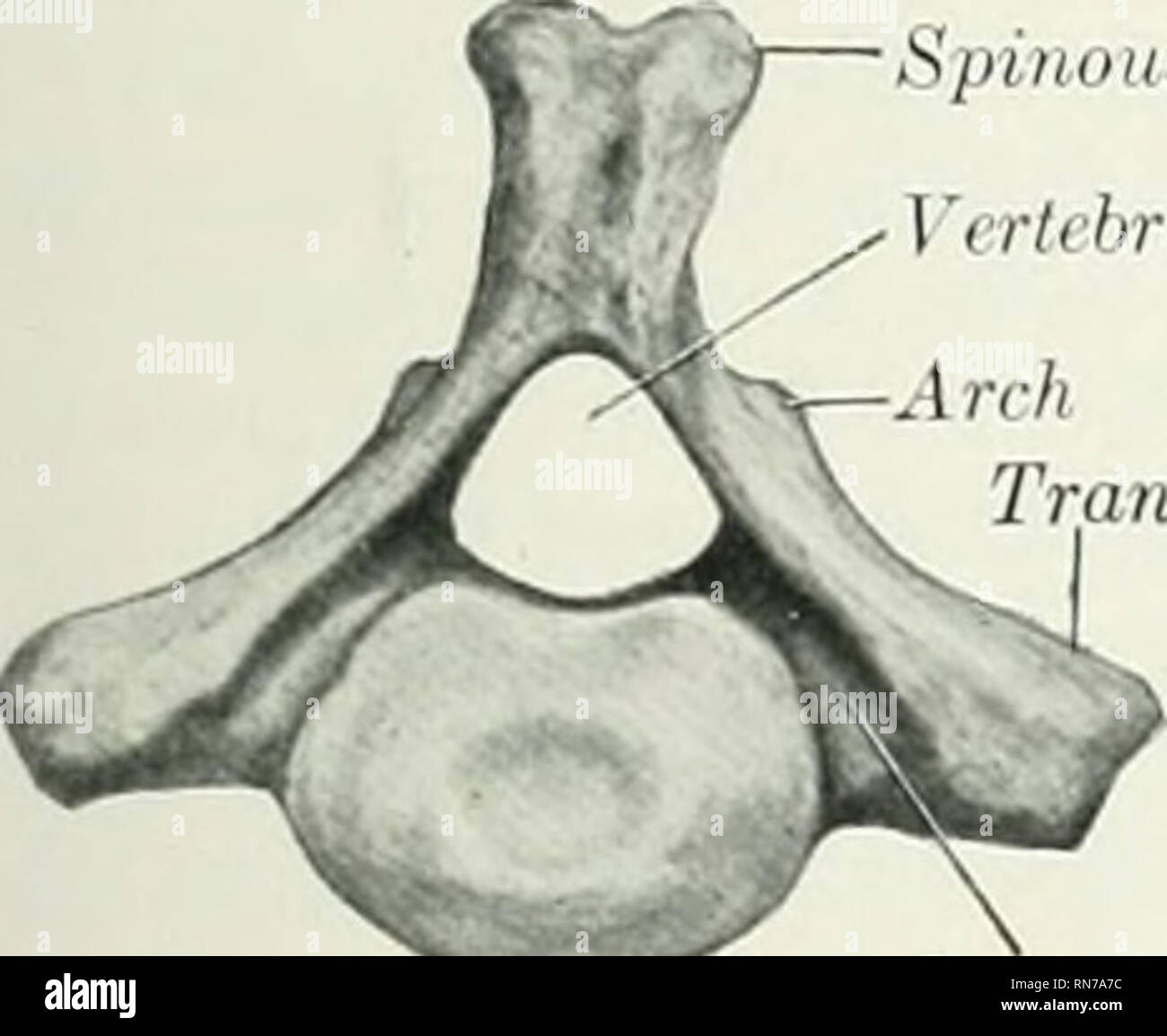 . The anatomy of the domestic animals. Veterinary anatomy. THE ...