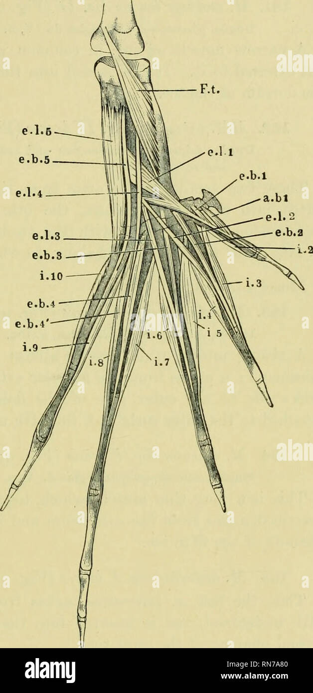 Extensor toe longus muscle hi-res stock photography and images - Alamy