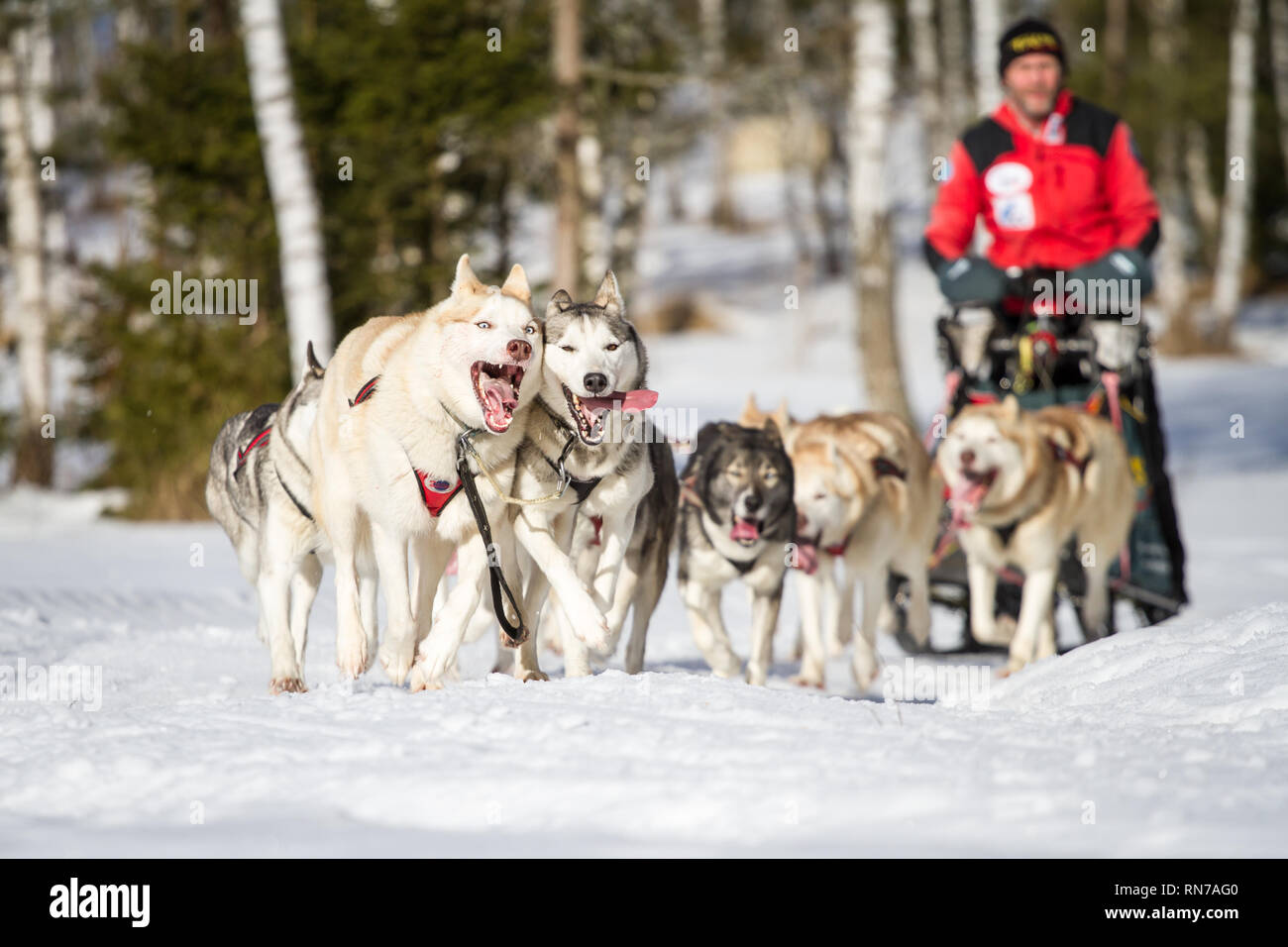 Siberian Huskies @ sled dog race, Czech Republic Stock Photo - Alamy