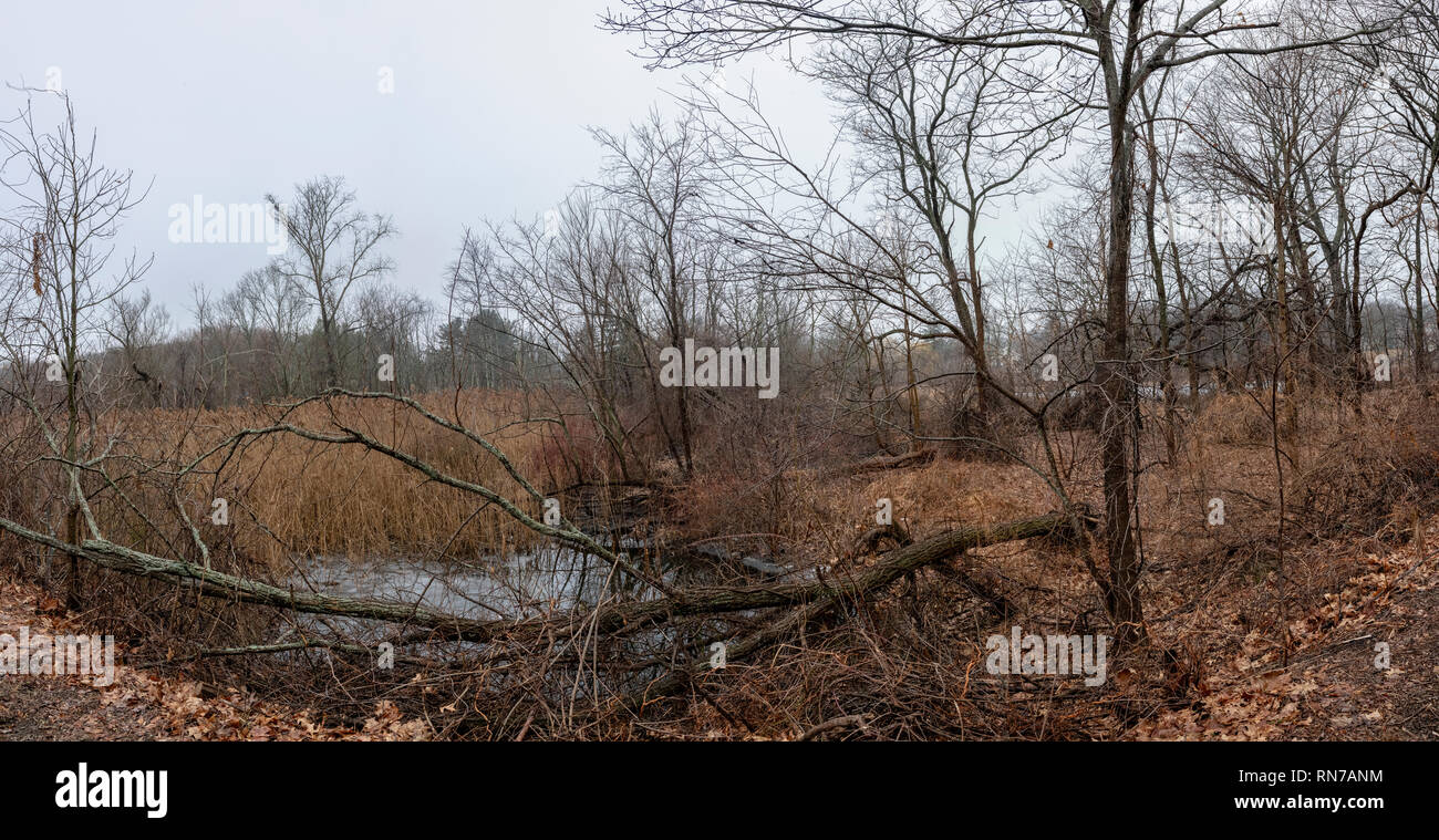 Wooded area in winter hi-res stock photography and images - Alamy
