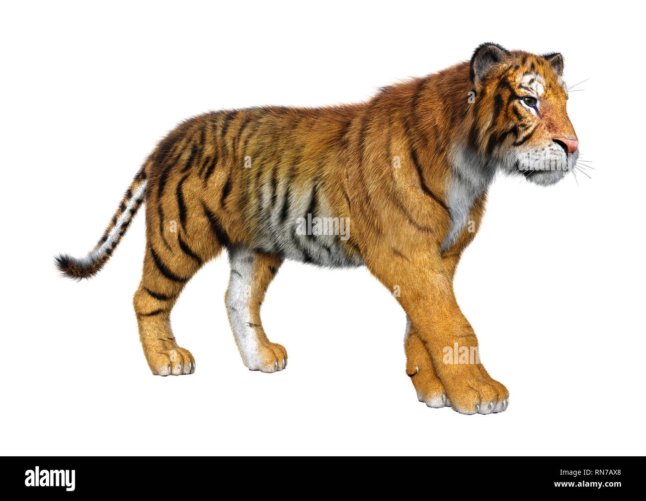 3D rendering of a big cat tiger isolated on white background Stock ...