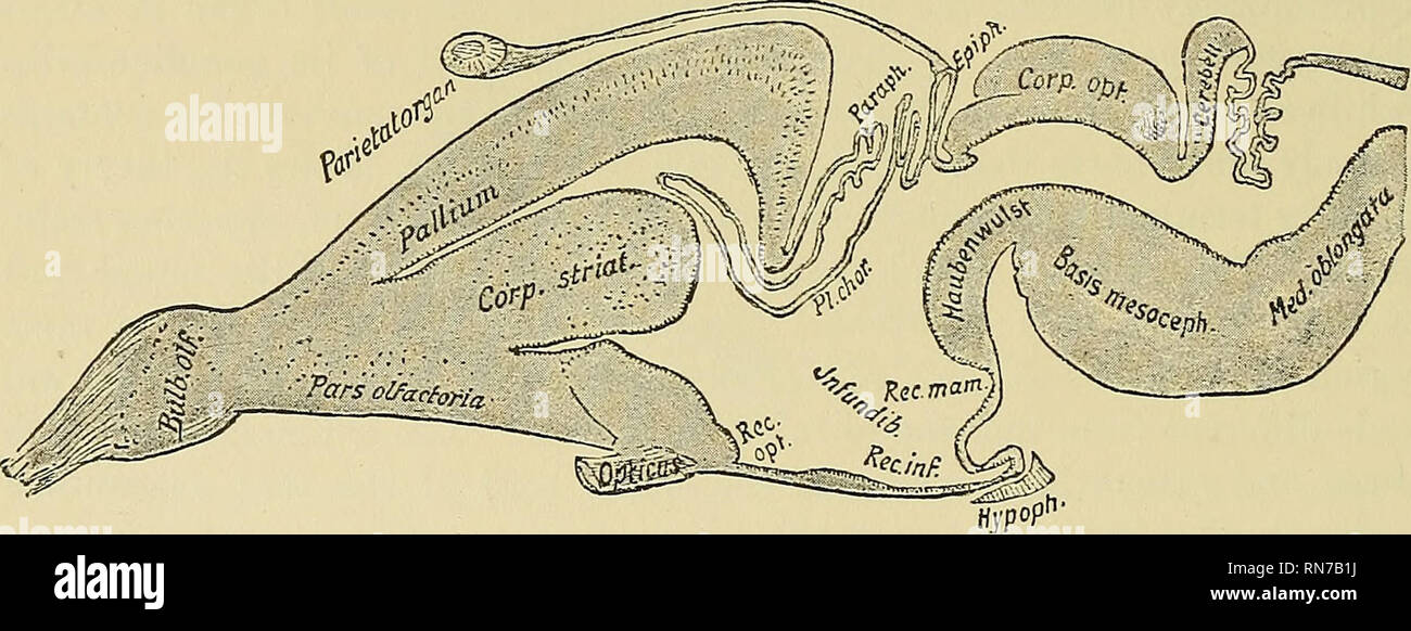 . The anatomy of the central nervous system of man and of vertebrates ...