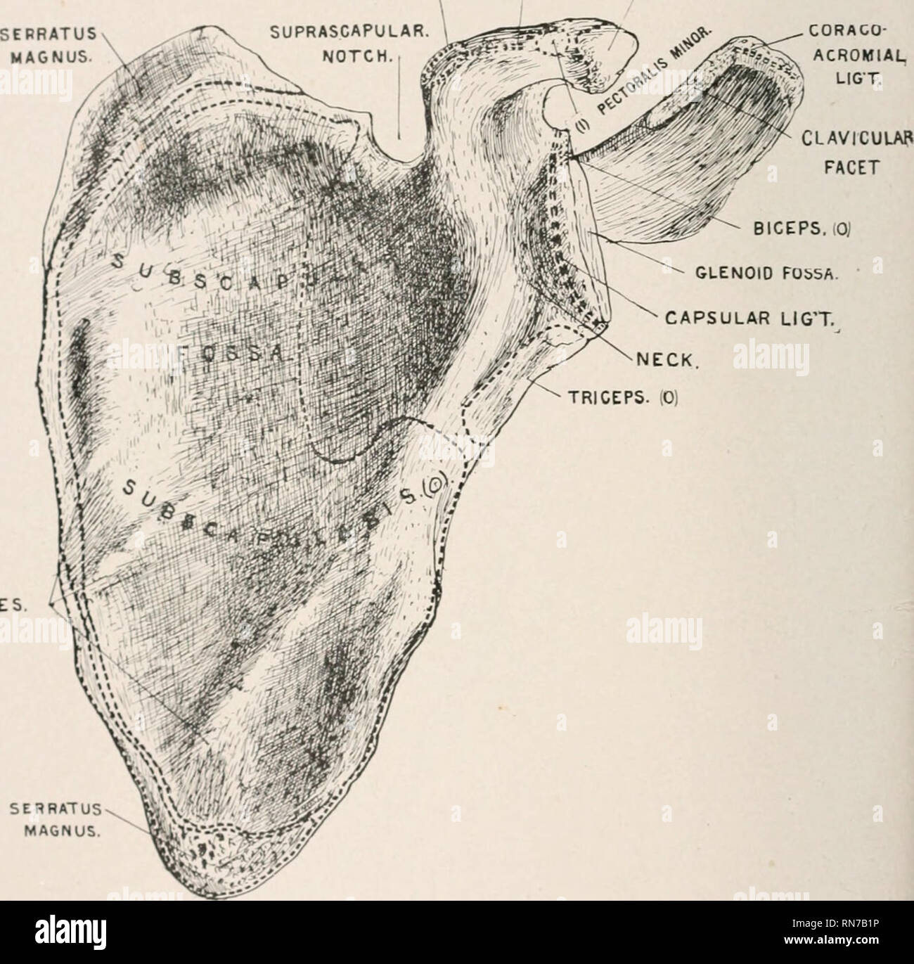 . Anatomy in a nutshell : a treatise on human anatomy in its relation ...