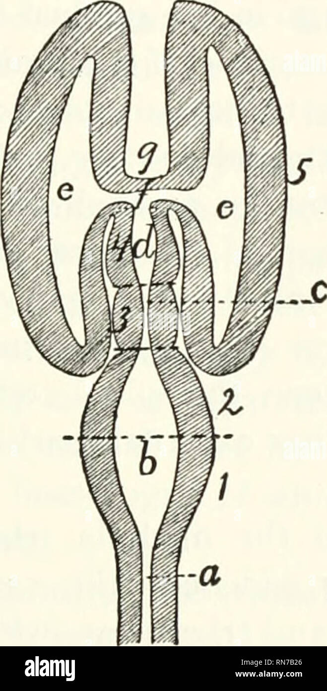 Brain anatomy ventral view hi-res stock photography and images - Alamy