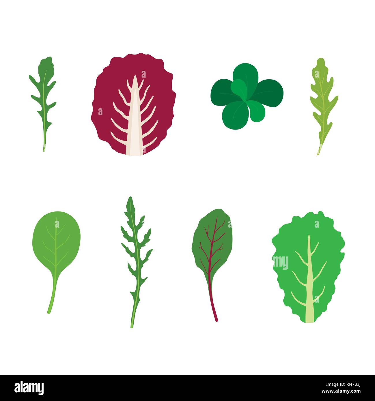 Lettuce Leaf Vector